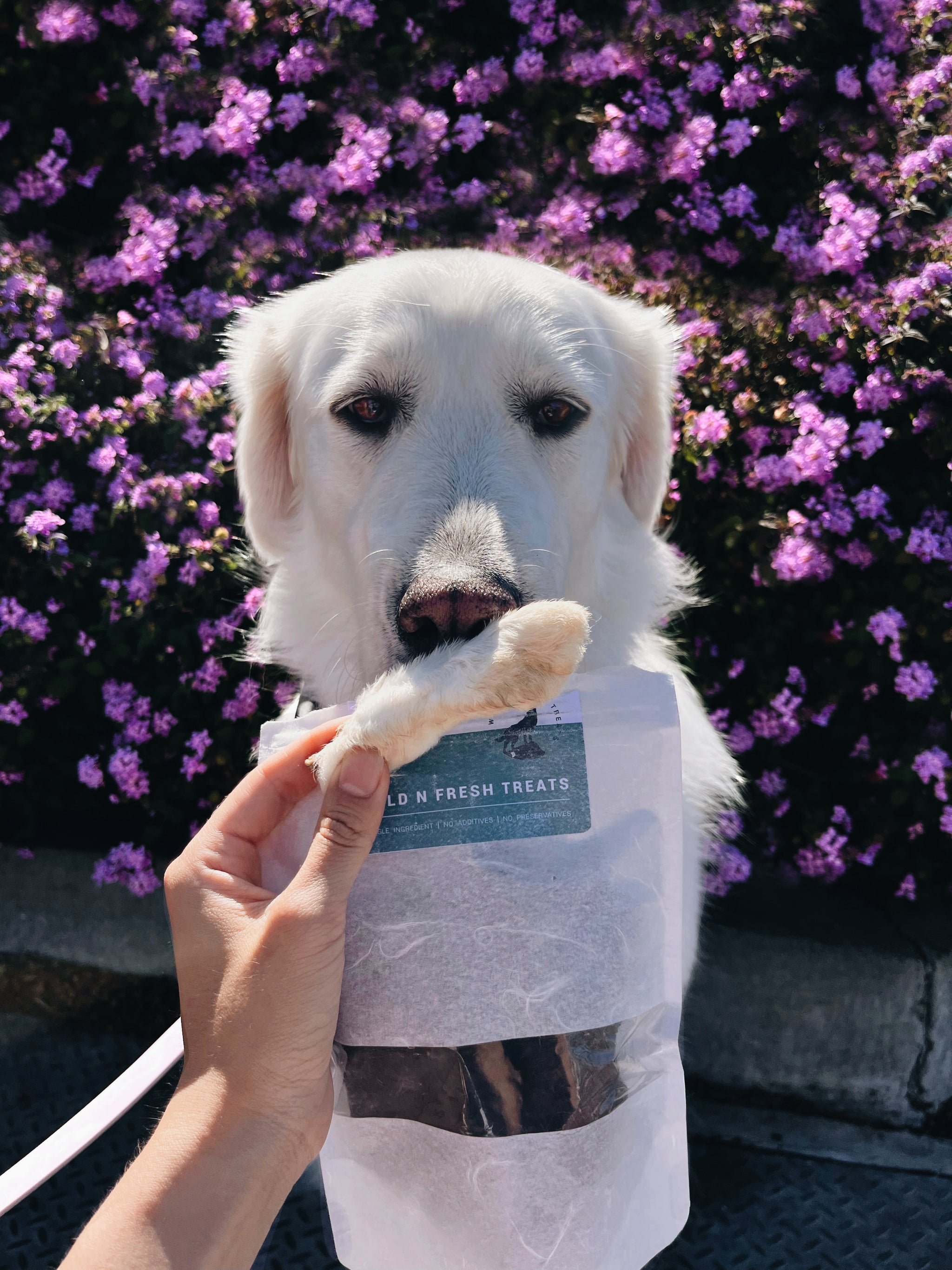 Dehydrated Rabbit Feet – Wild n Fresh Treats