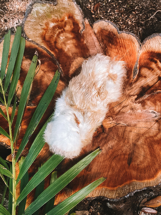 Dehydrated Rabbit Hide – Wild n Fresh Treats