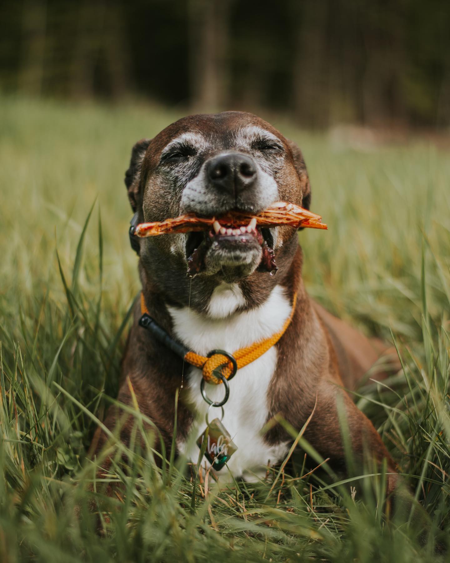 Chews – Wild n Fresh Treats