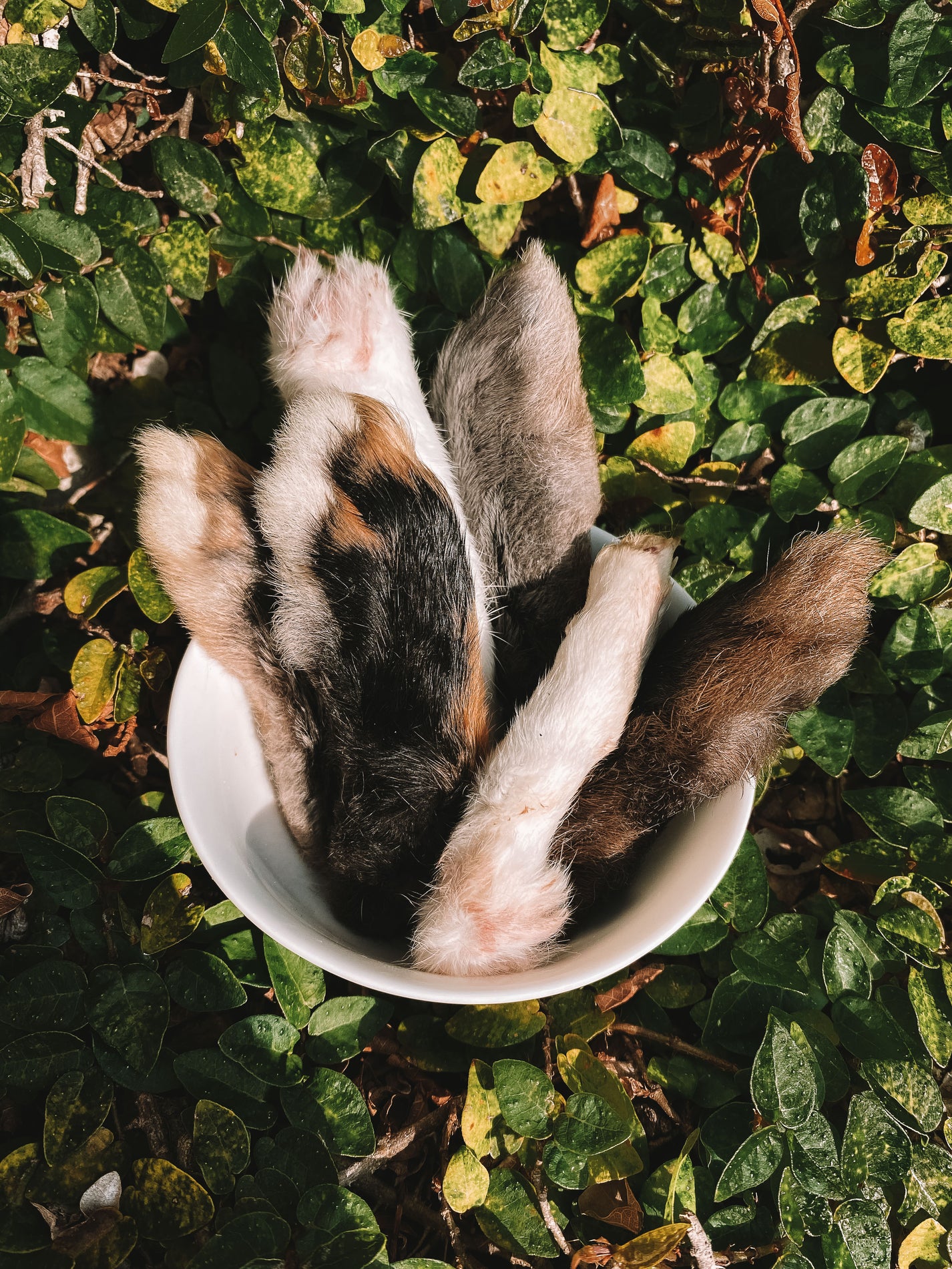 Dehydrated Rabbit Feet – Wild n Fresh Treats
