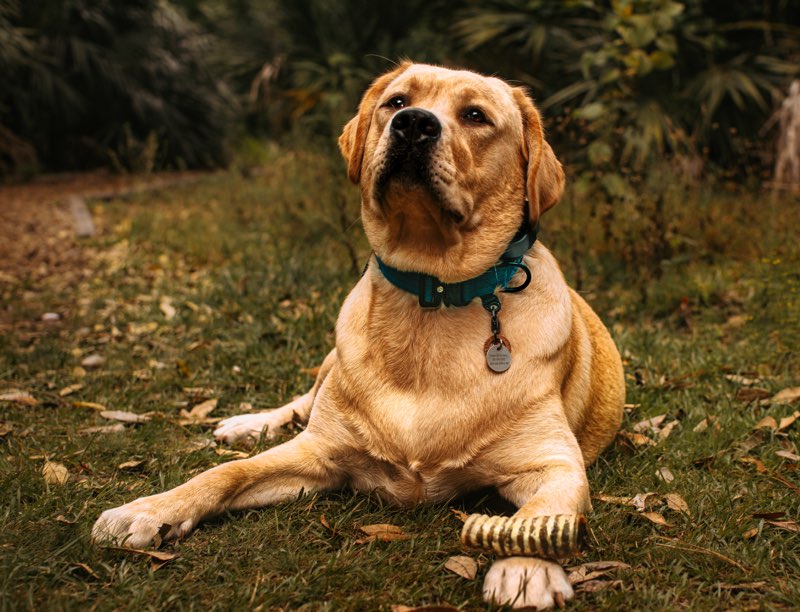 Dehydrated Beef Trachea – Wild n Fresh Treats