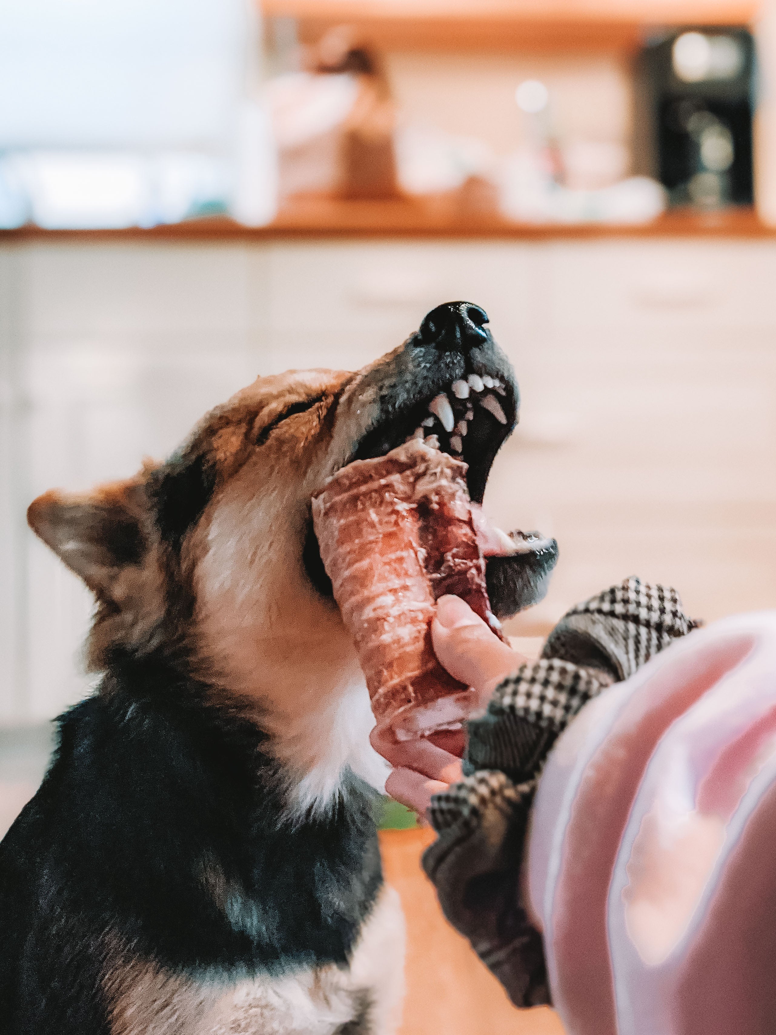 Dehydrated Beef Trachea – Wild n Fresh Treats